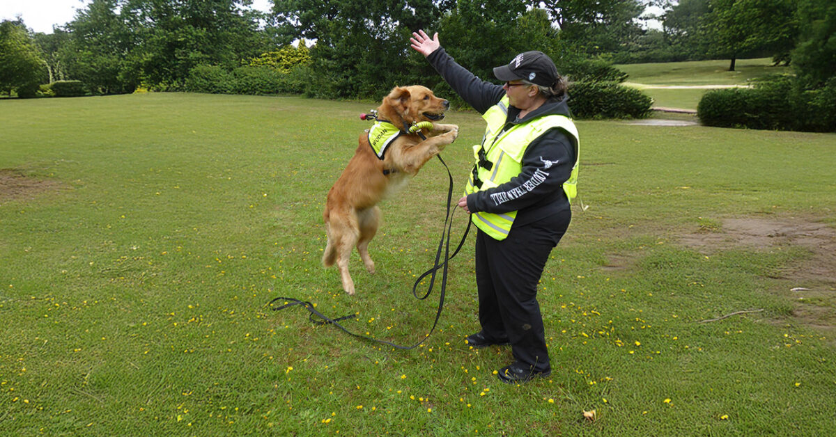 Hundetraining und Mantrailing: Hundeschule Winterberg Sauerland